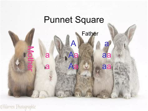 Rabbit Colour Genetics Ppt Genetics Science
