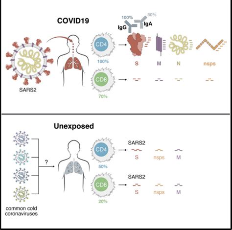 Do We Have More T Cell Immunity To SARS CoV Than We Think Immunopaedia
