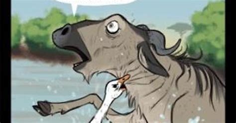 I Saved A Zebra Leg For You Album On Imgur