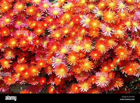 Lampranthus Aurantiacus Oder Auch Als Orange Schwein Gesicht Bekannt Stockfotografie Alamy