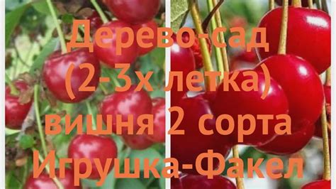 Вишня плодовая Игрушка-Факел 🌿 вишня Игрушка-Факел обзор: как сажать ...