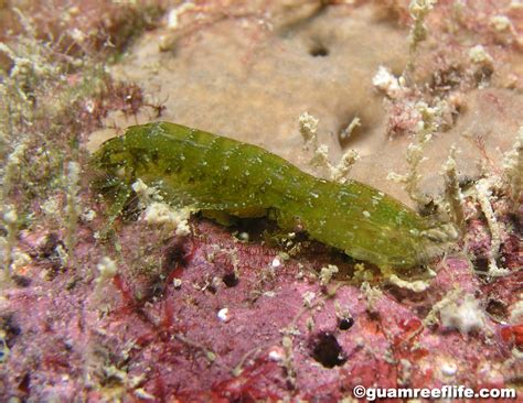 Stomatopods Guamreeflife