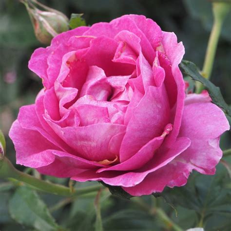 Adorable Parfuma Højgård Planteskole