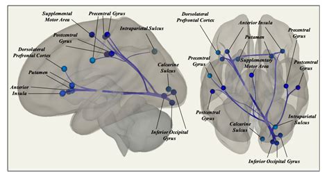 figure 2 from functional segregation of human brain networks across the