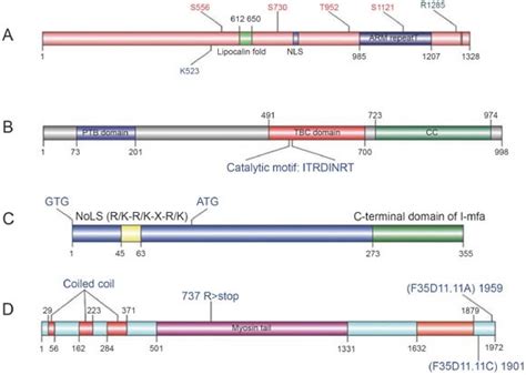 How To Draw Protein Topology Diagram