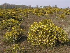 Categorypilley Hampshire Wikimedia Commons