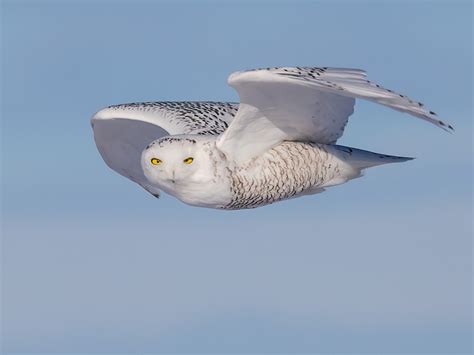 Snowy Owl