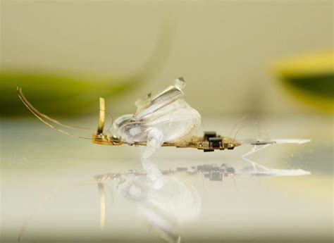 Scientists Devise Tiny Robot Insects That Cant Be Crushed By A Flyswatter