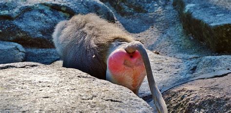 Why Do Baboons Have Red Bottoms