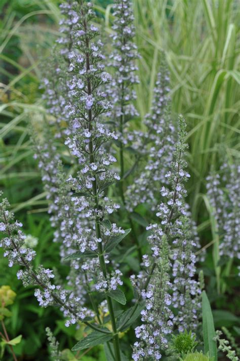 倒れ止めの 追加報告と ネペタ・ヌーダ りらの香り