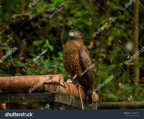 Philippine Serpent Eagle Conservation Status