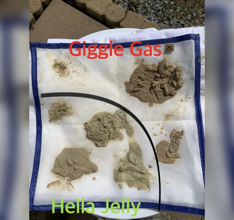 Hella Jelly Bubble R Humboldtseedcompany