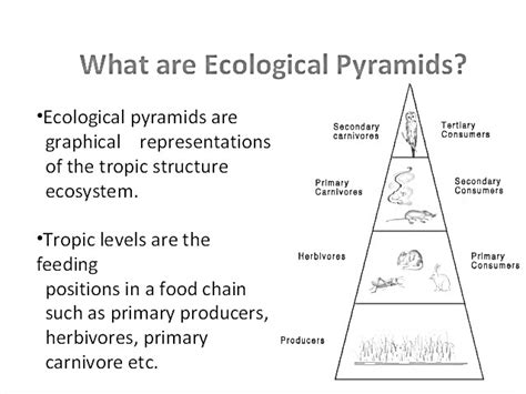 Environmental Sciences Ecological Pyramids