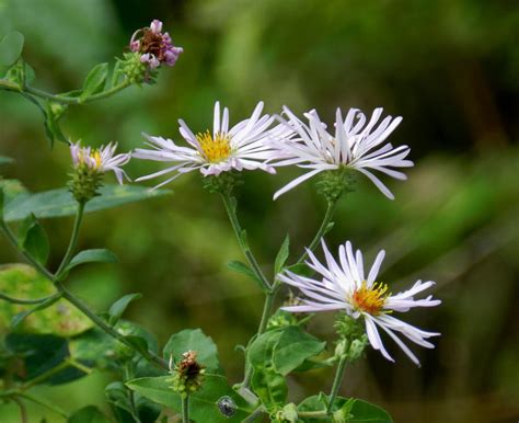 Wild Asters Photograph By Grace Dillon Fine Art America