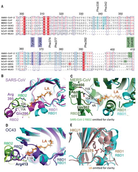 Free Fatty Acid Binding Pocket In The Locked Structure Of Sars Cov 2