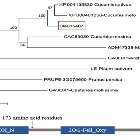 The Phylogenetic Analysis And Conserved Domains Of The Candidate Gene