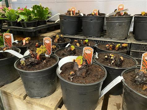 Beardsworths Nurseries Home