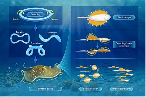 我院赵子龙教授等在《the Innovation》发表仿生软体机器鱼最新研究成果 航空科学与工程学院