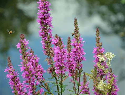Purple Flowers Invasive Species At Susan Jaimes Blog