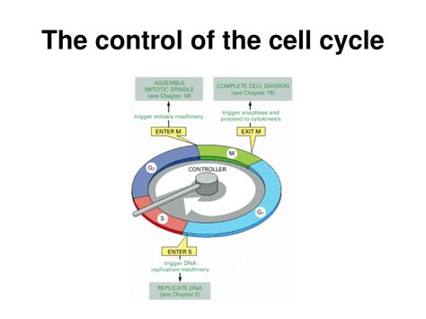 Ppt Cell Cycle And Cell Programmed Death Powerpoint Presentation