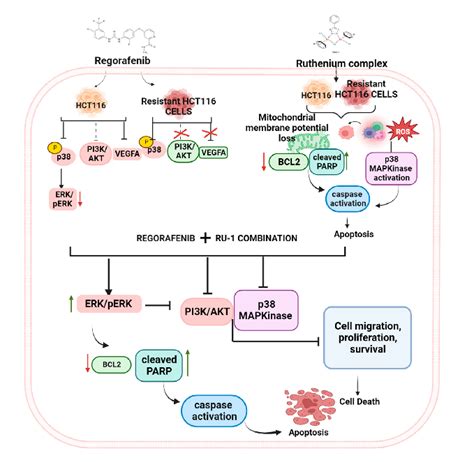 Image Showing A Representation Of Signaling Pathways Affected By