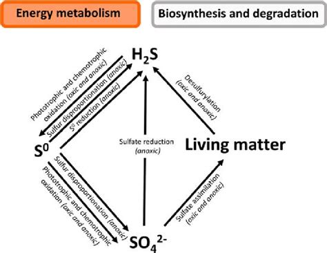 1 Simple View Of The Biological Sulfur Cycle Sulfur An Essential