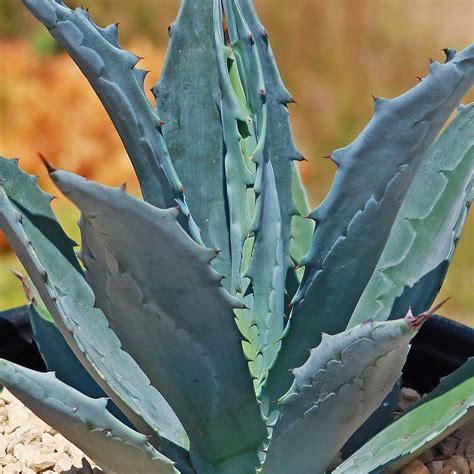 Buy Century Plant Agave Americana Online Planet Desert