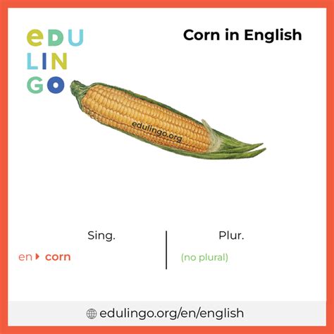 Corn In English • Writing And Pronunciation With Pictures
