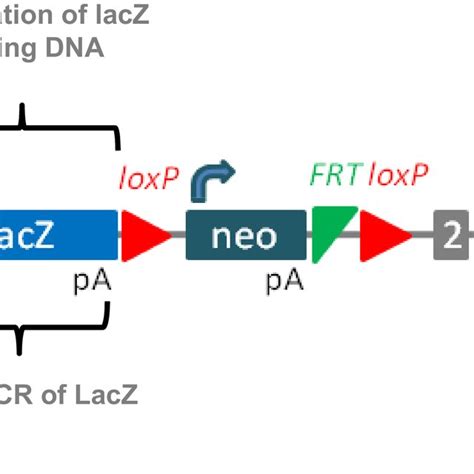 Schematic Of Experimental Approach A Cartoon Of The Knockout First Download Scientific Diagram