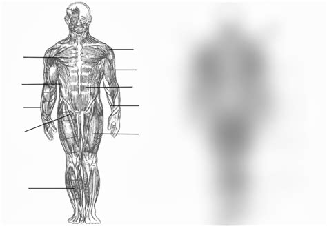 Major Muscle Groups Part 1 Diagram Quizlet