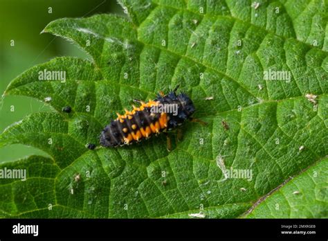 Macro Photo Of Ladybug Larvae On Green Leaf Isolated On Backgrou Stock