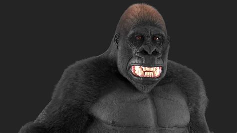 3d Rigged Gorilla Fur Animated Collection Turbosquid 2298366