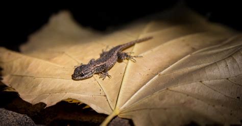 The 9 Smallest Lizards In The World One Was Just Discovered A Z