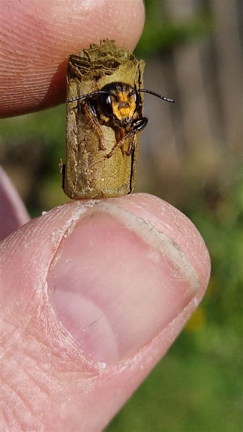 Kettering Nature Group Kettering