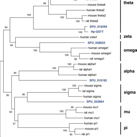 phylogenetic analysis of gsts the consensus phylogenetic tree was