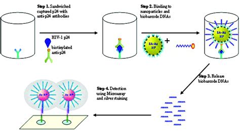 Scheme Of Biobarcode Amplification Bca Assay For Detection Of Hiv 1