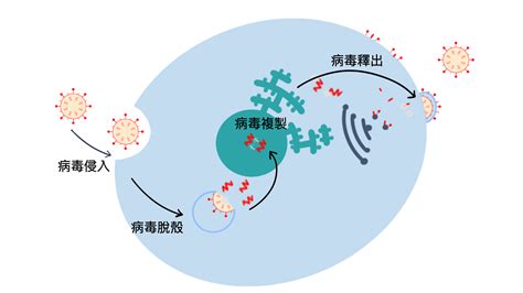 不斷突變進化的流感病毒 Happychoice