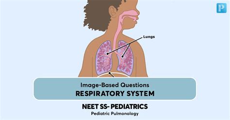 Image Based Questions On Respiratory System Prepladder
