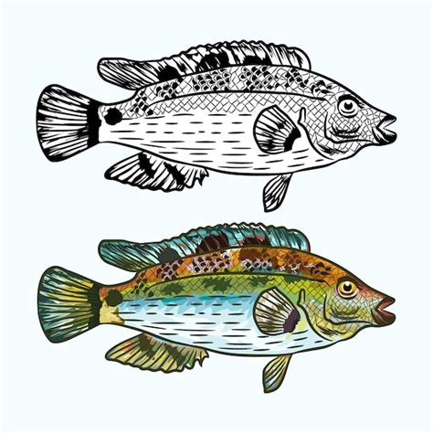 Premium Vector Fish Vector Graphic