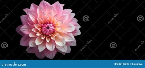 Dhalia Black Vector Concept Icon Dhalia Flat Illustration Sign 134597407