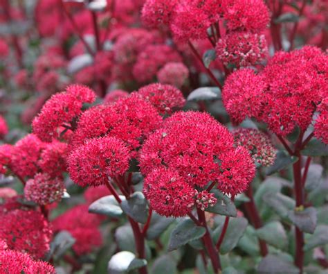 When To Cut Back Sedum For Winter Simple Tips First Frosts