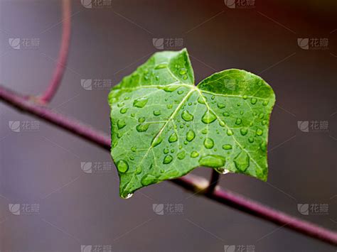 选择性聚焦拍摄叶片上的露珠