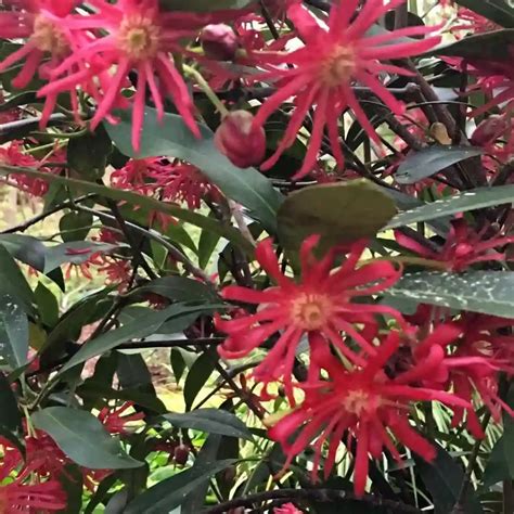Plant Faqs Aloe Arborescens