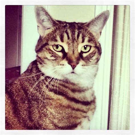 Push Push Crazy Cat Lady Ceramics Crazy Cat Lady Cats Crazy Cats