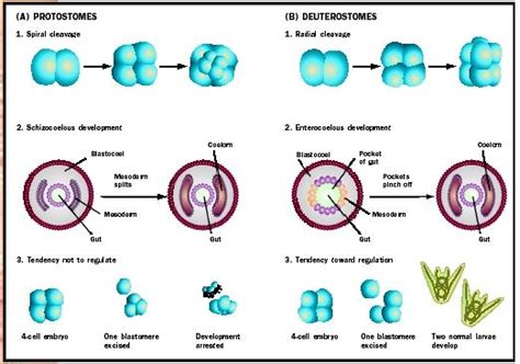 Blastomeres Blastocytes