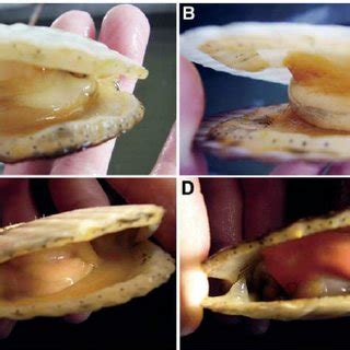 Pdf Growth And Reproductive Performance Of Triploid Yesso Scallops