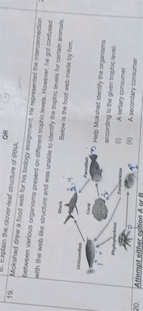 19b Explain The Clover Leaf Structure Of Trnaormokshad Drew A Food W