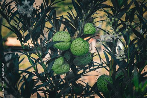 Gomphocarpus Physocarpus Is A Species Of Milkweed This Plant Is Often