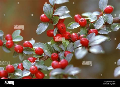 Cotoneaster Divaricatus Cotoneaster Divaricatus Branche Avec Fruits