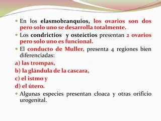 Anatomia Del Aparato Urogenital De Peces De José Romero Profesor Pptx